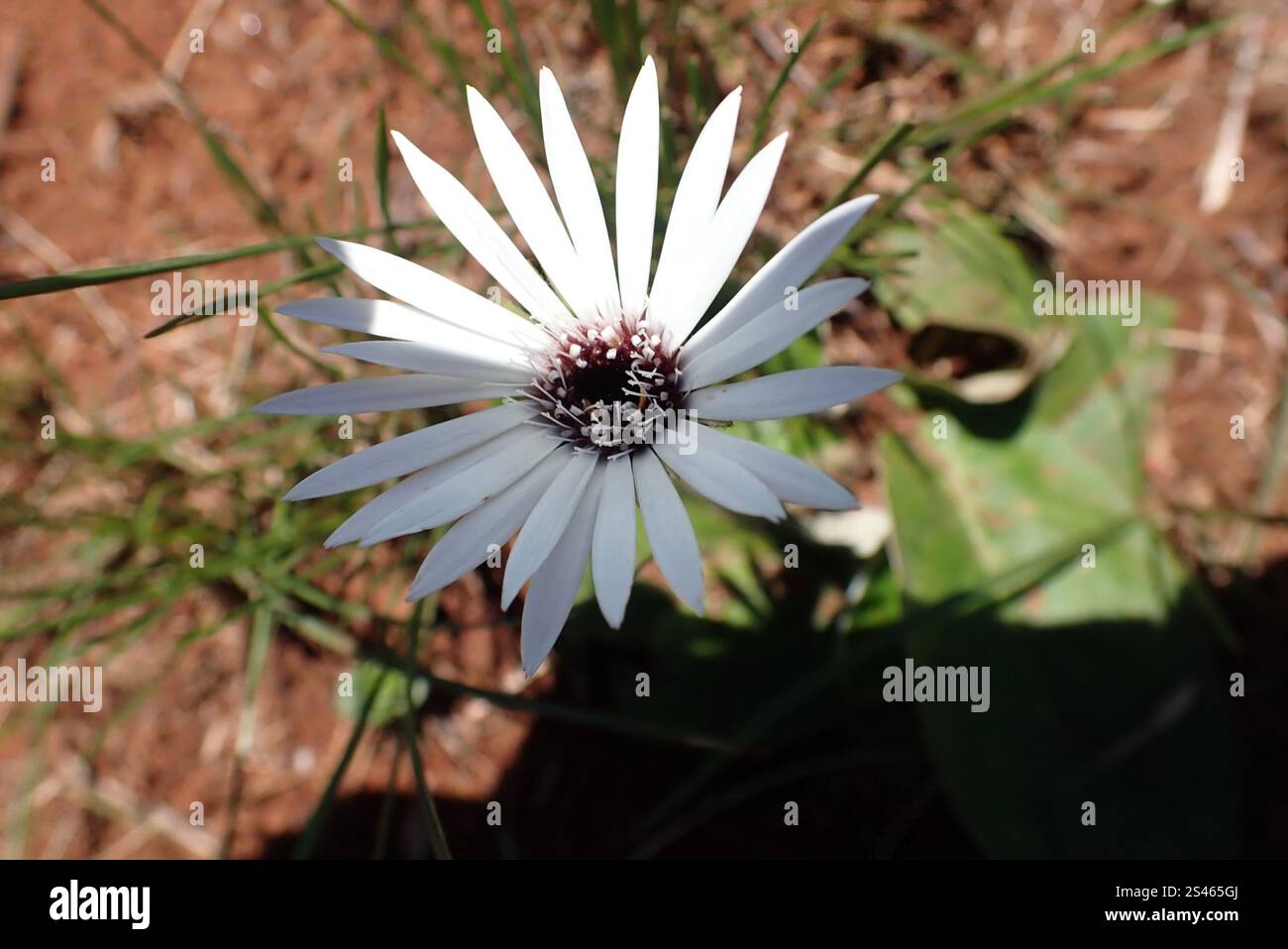 Butter Gerbera (Gerbera ambigua Stock Photo - Alamy