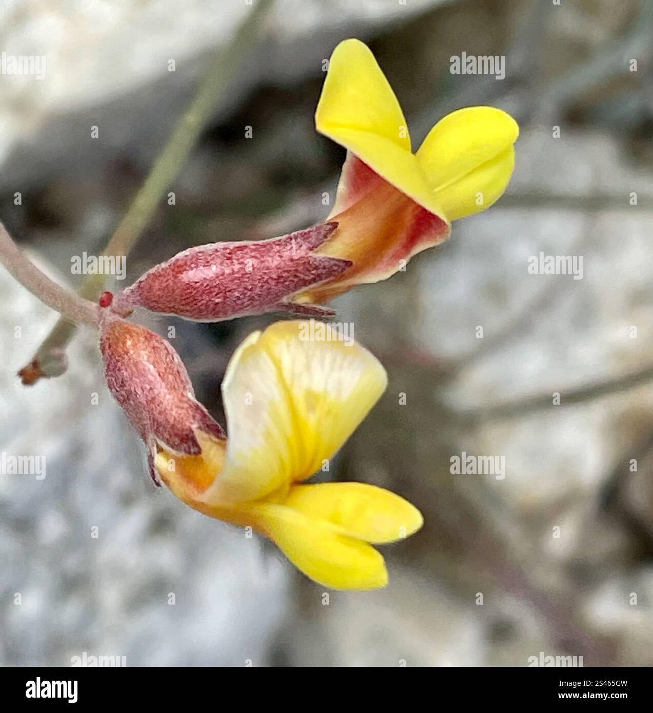 shrubby deervetch (Acmispon rigidus Stock Photo - Alamy