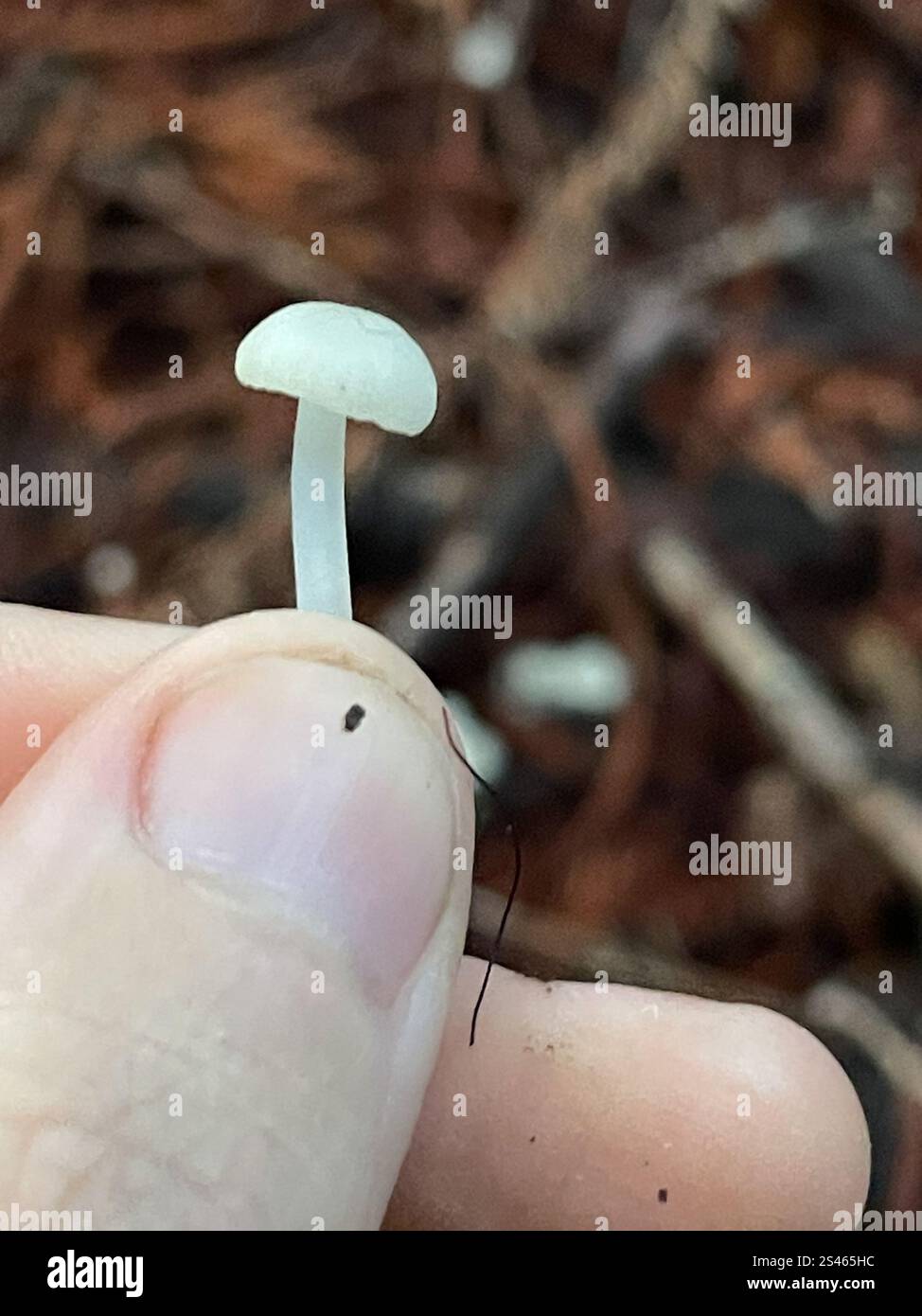 Snowy Waxcap (Cuphophyllus virgineus Stock Photo - Alamy