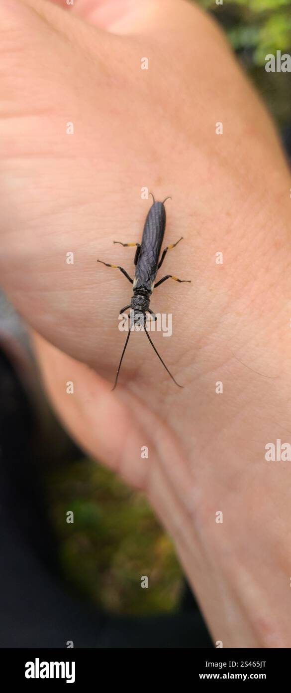 Black Stonefly (Austroperla cyrene Stock Photo - Alamy