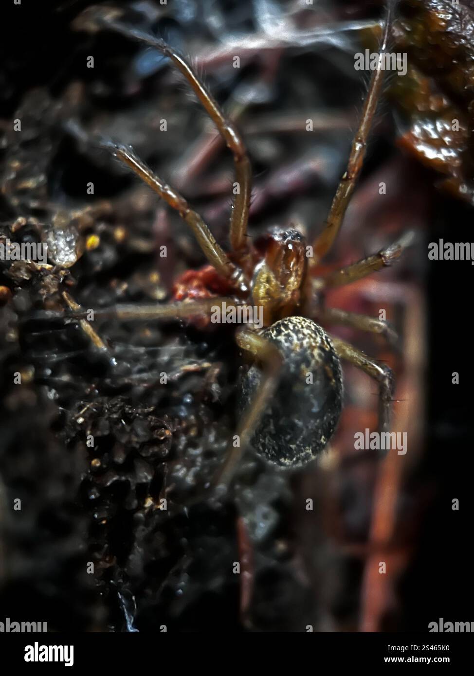 Hobo Spider (Eratigena agrestis Stock Photo - Alamy