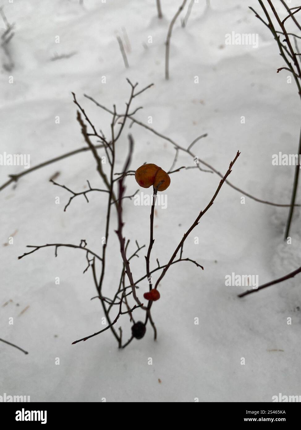 Blueberry Stem Gall Wasp (Hemadas nubilipennis Stock Photo - Alamy