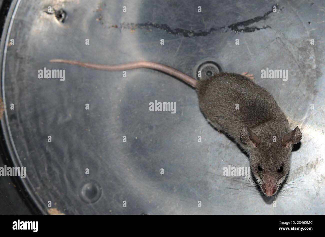 Long-tailed Pouched Rat (Beamys hindei Stock Photo - Alamy