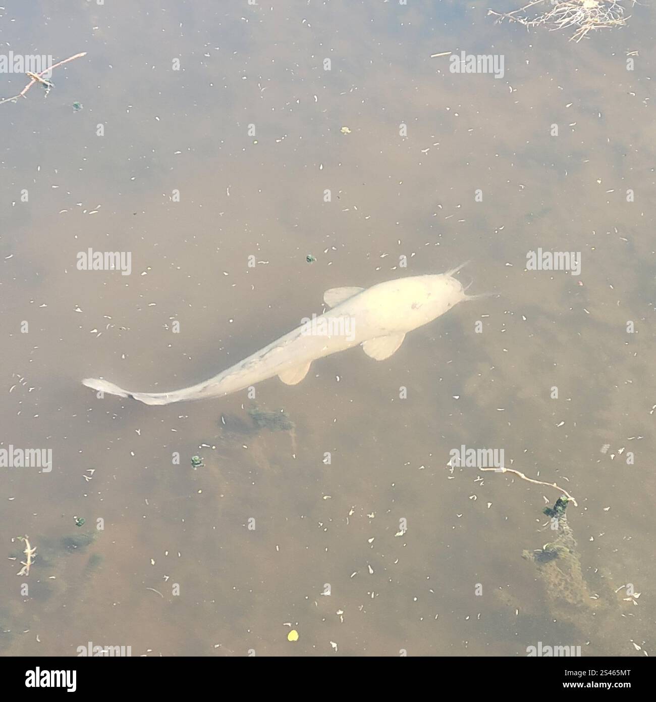 Sharptooth Catfish (Clarias gariepinus Stock Photo - Alamy