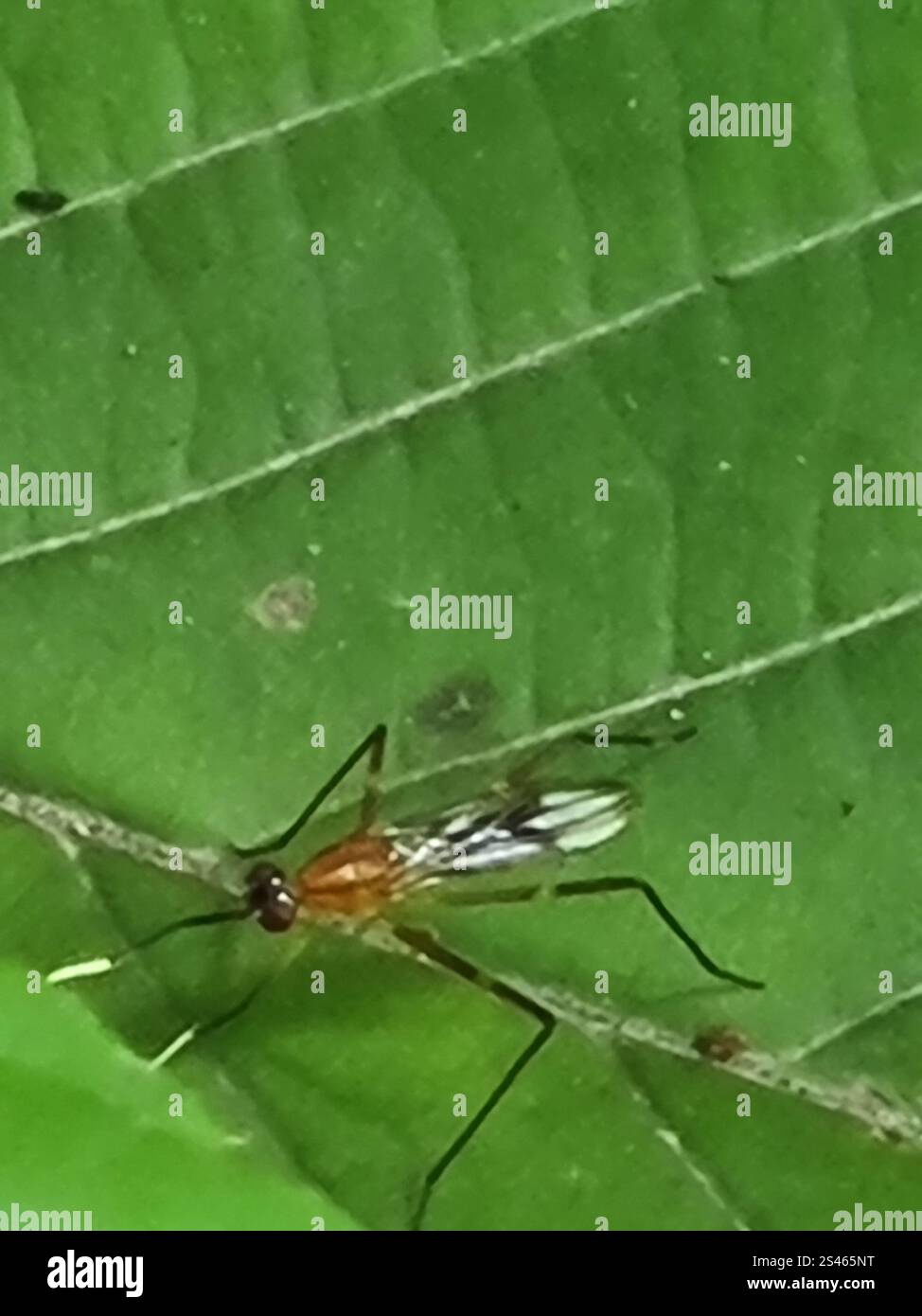 Micropezidae hi-res stock photography and images - Alamy