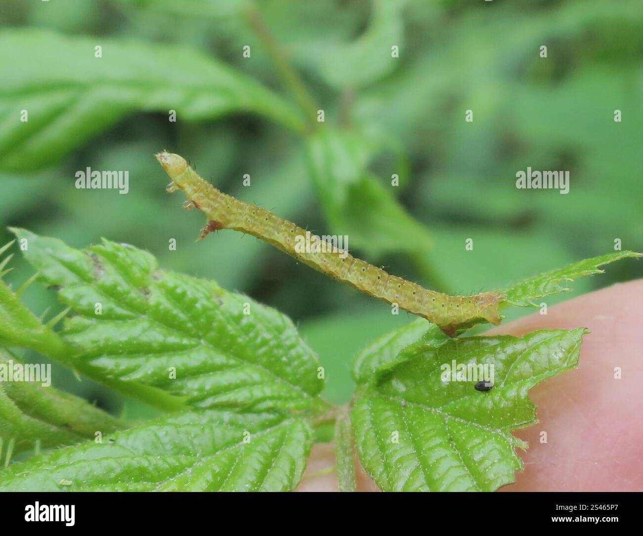 Geometer Moths (Geometridae Stock Photo - Alamy
