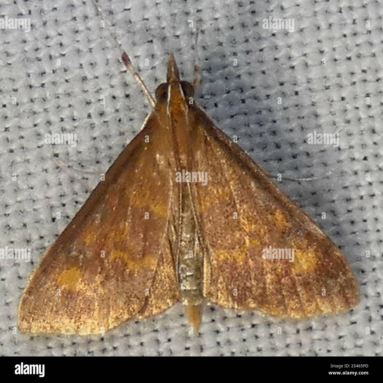 Mint-loving Pyrausta Moth (Pyrausta acrionalis Stock Photo - Alamy