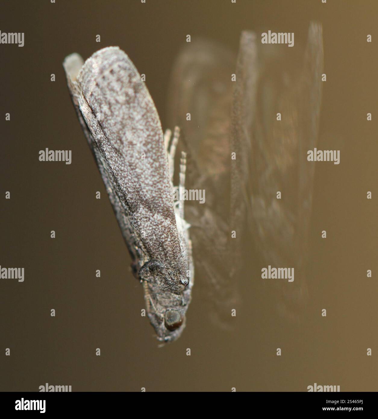 Locust bean moth (Ectomyelois ceratoniae Stock Photo - Alamy