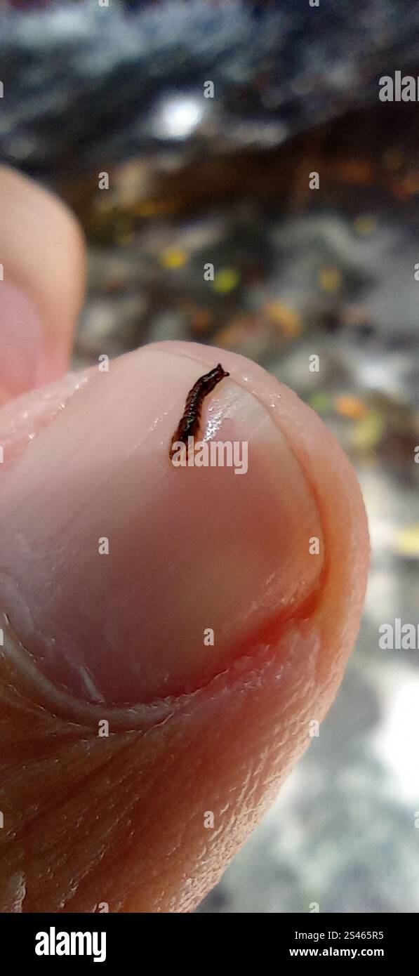 Black Flies (Simuliidae Stock Photo - Alamy
