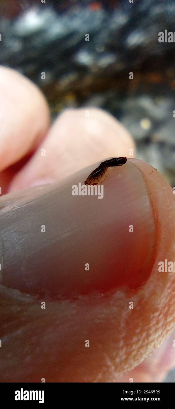 Black Flies (Simuliidae Stock Photo - Alamy