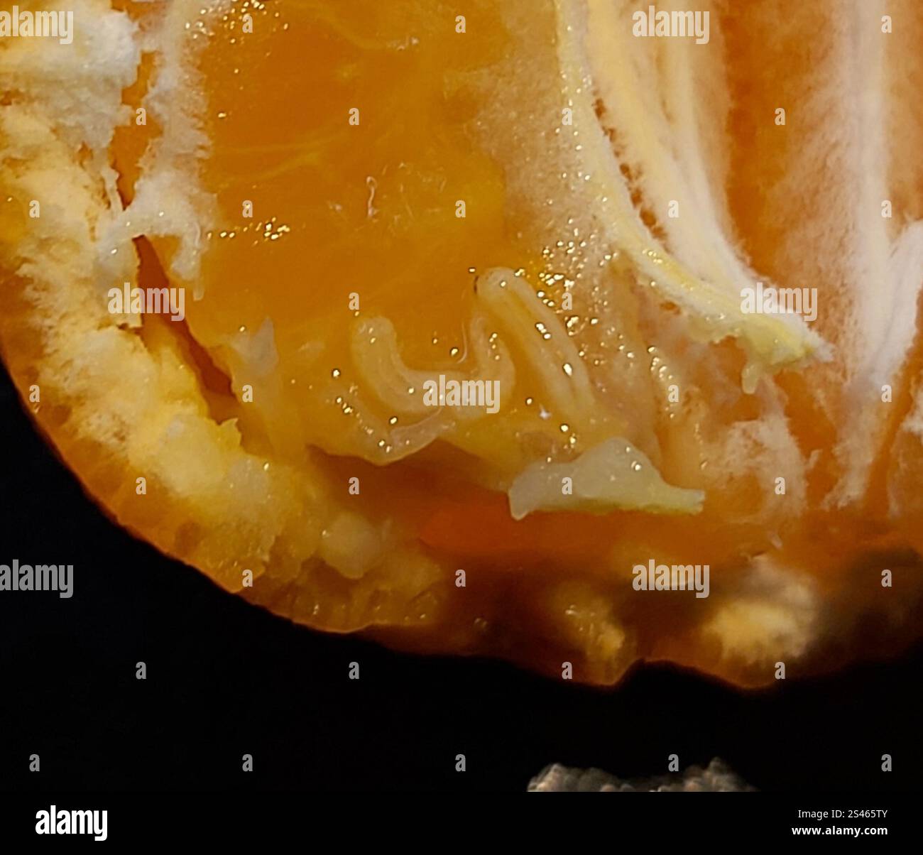 Mediterranean Fruit Fly (Ceratitis capitata Stock Photo - Alamy