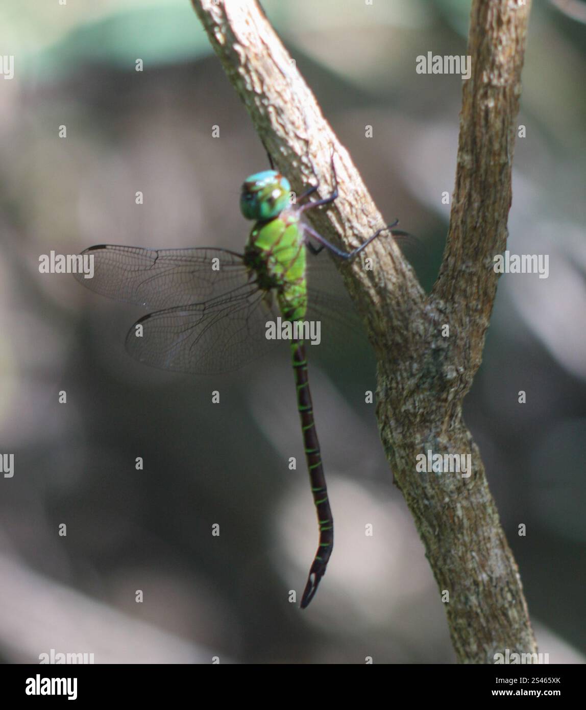 Blue-faced Darner (Coryphaeschna adnexa Stock Photo - Alamy