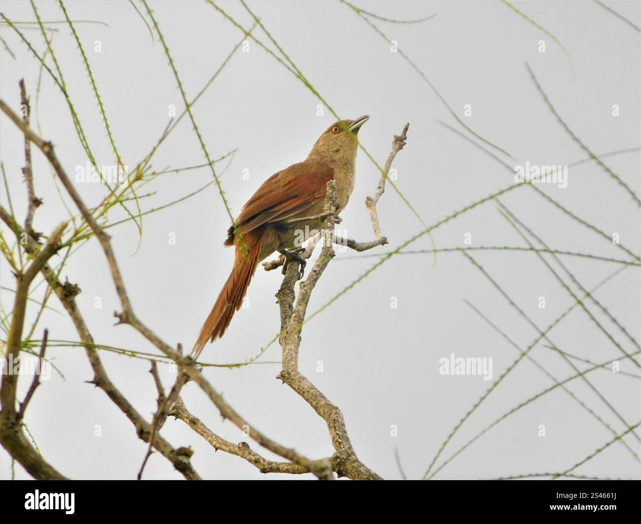 Greater Thornbird (Phacellodomus ruber Stock Photo - Alamy