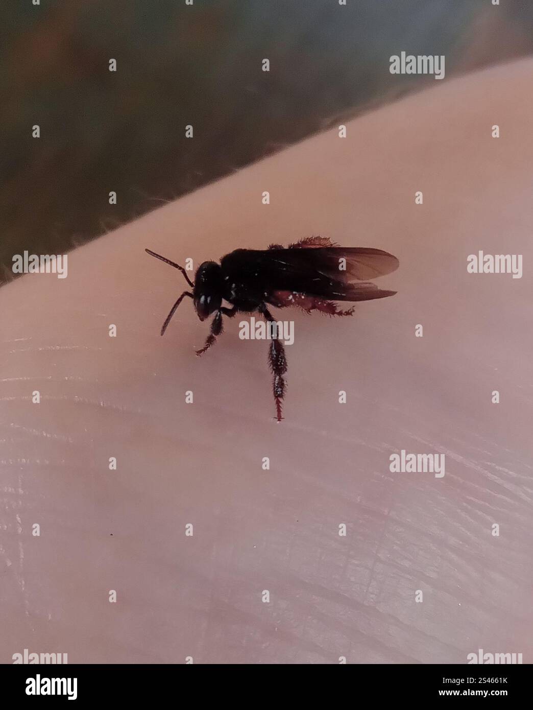 Spiny-legged Stingless bee (Trigona spinipes Stock Photo - Alamy