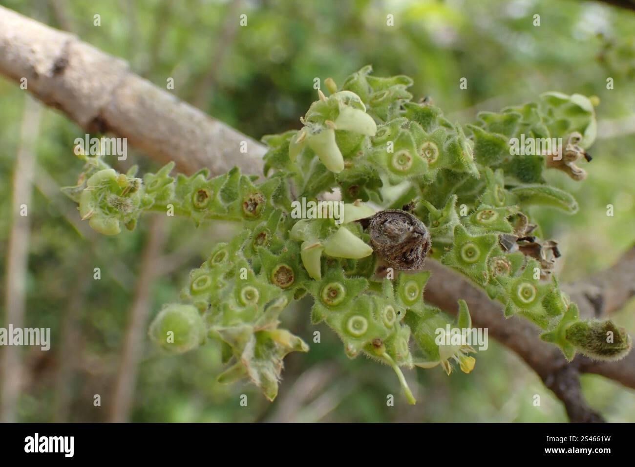 Velvet Wild-Medlar (Vangueria infausta infausta Stock Photo - Alamy