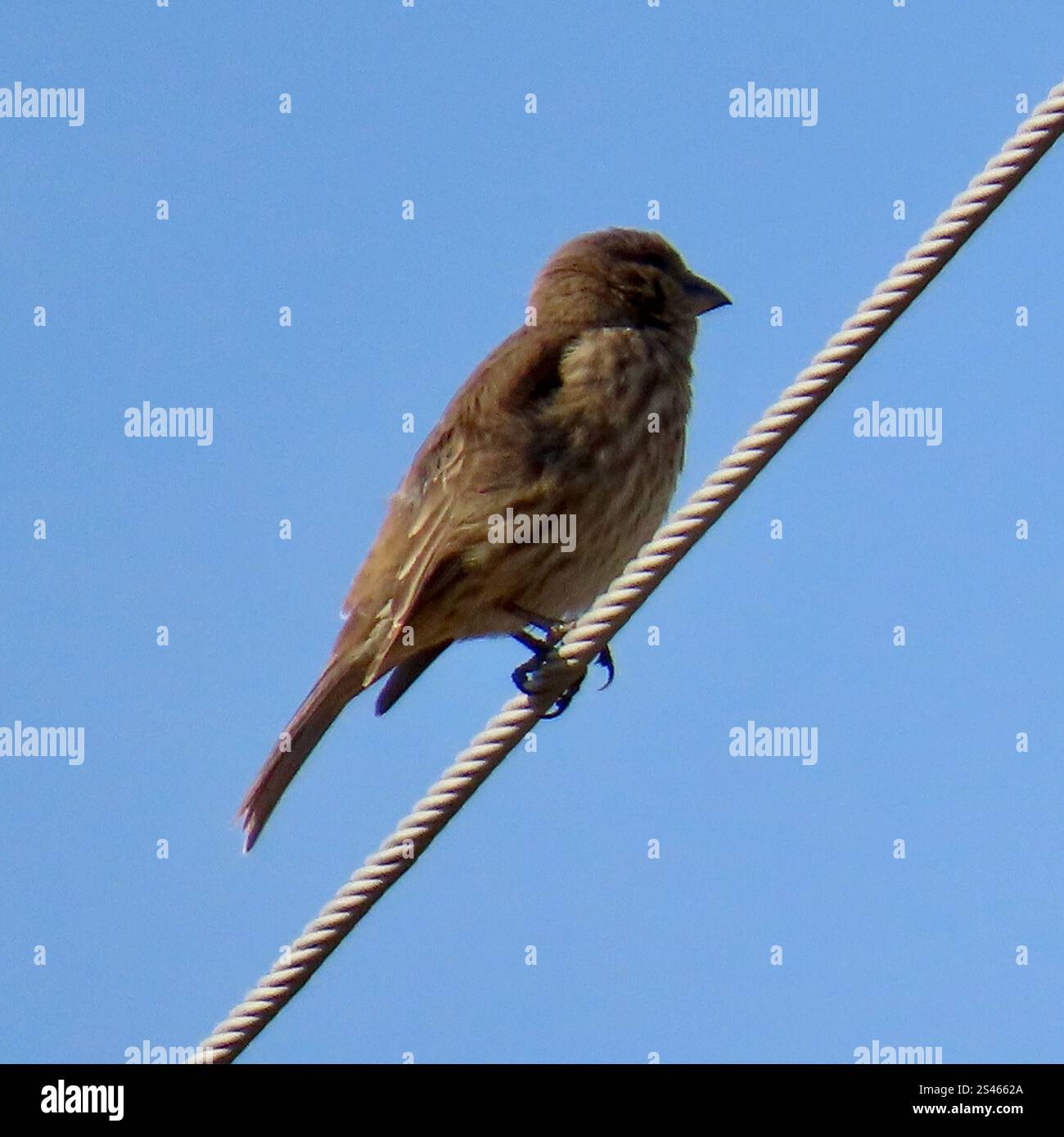 House Finch (Haemorhous mexicanus Stock Photo - Alamy