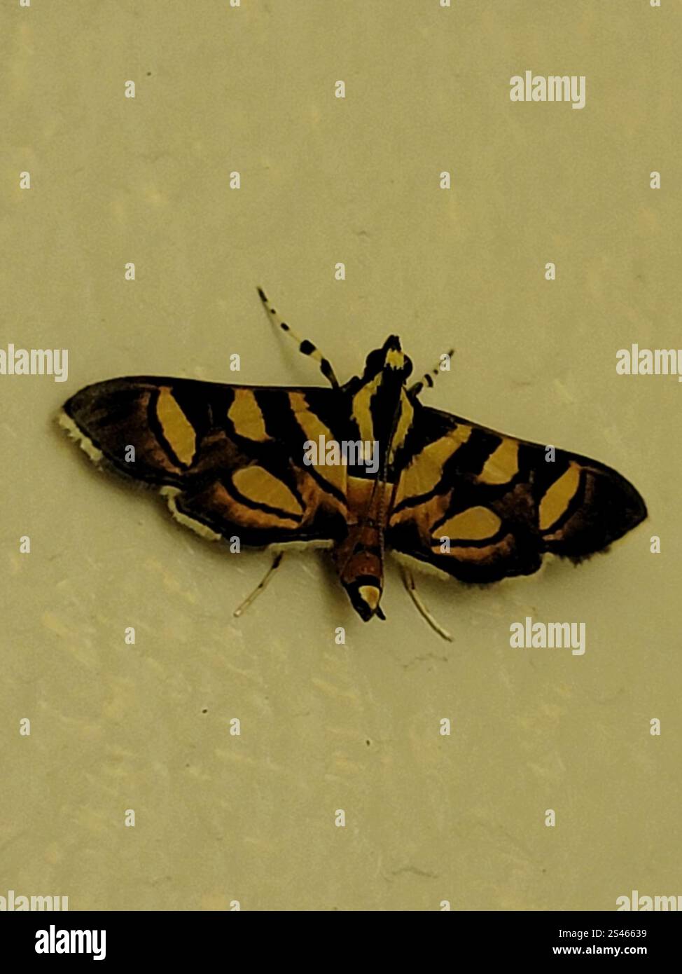 Orange-spotted Flower Moth (Syngamia florella Stock Photo - Alamy