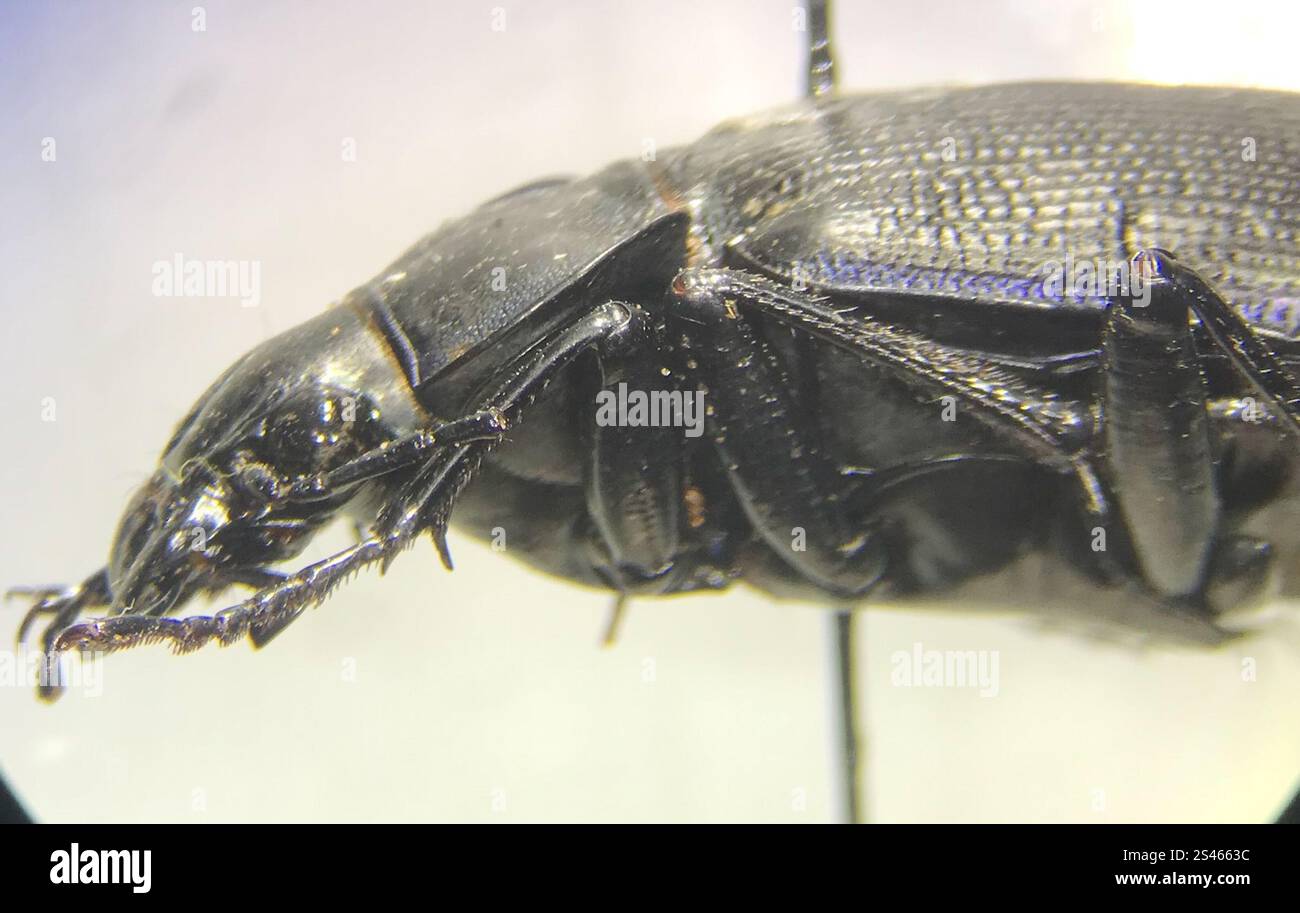Narrow Searcher Beetle (Calosoma externum Stock Photo - Alamy
