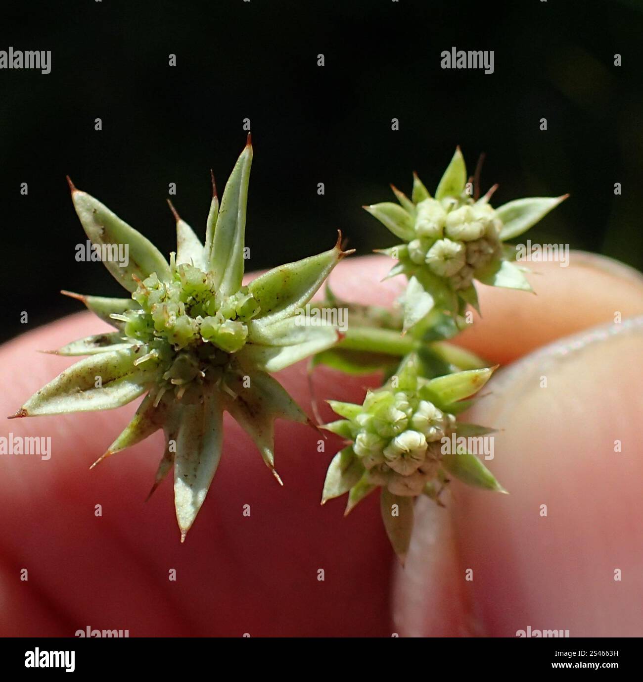 Bristlestalk Ministar (Alepidea setifera Stock Photo - Alamy