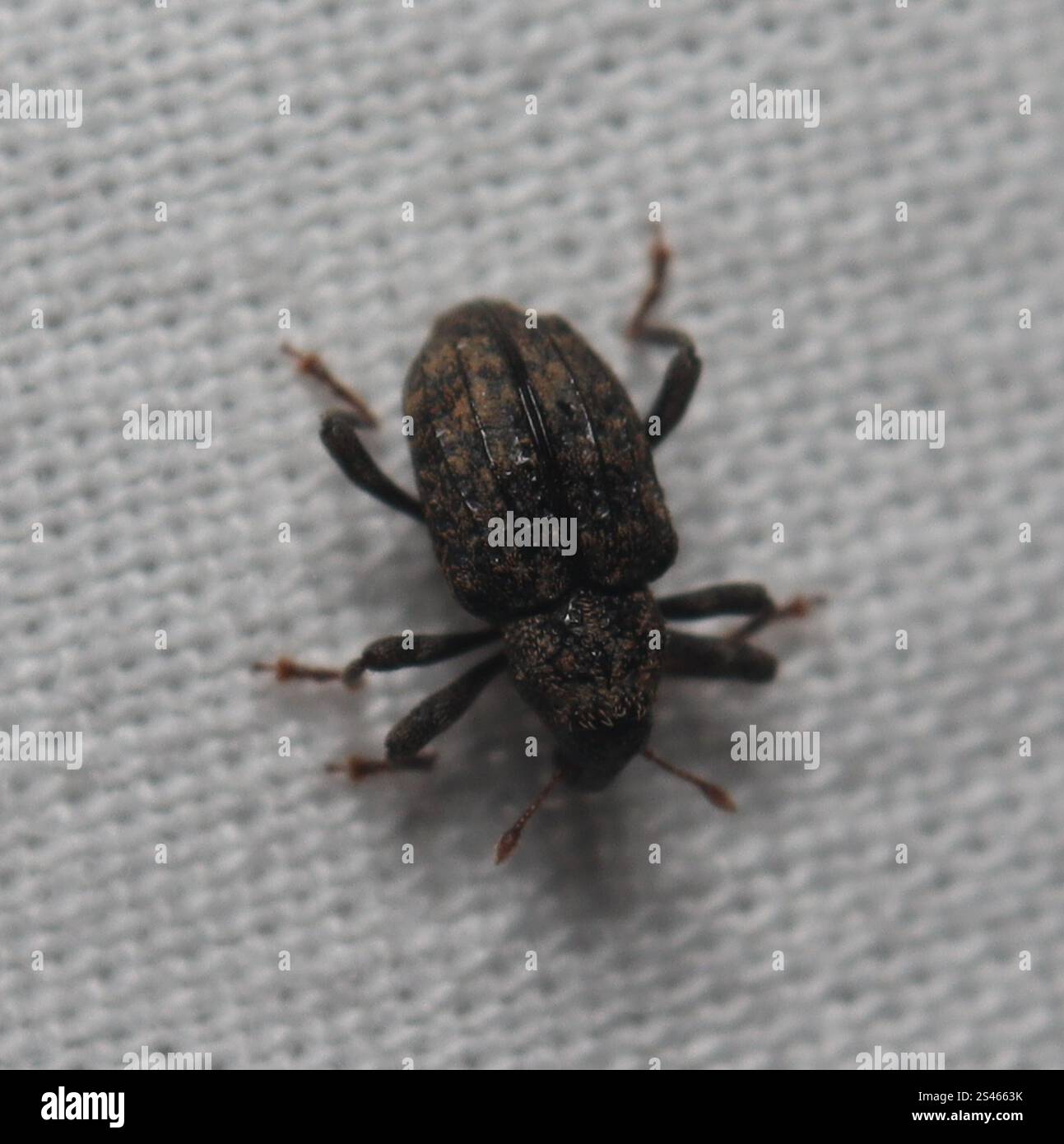 True Weevils (Curculionidae Stock Photo - Alamy