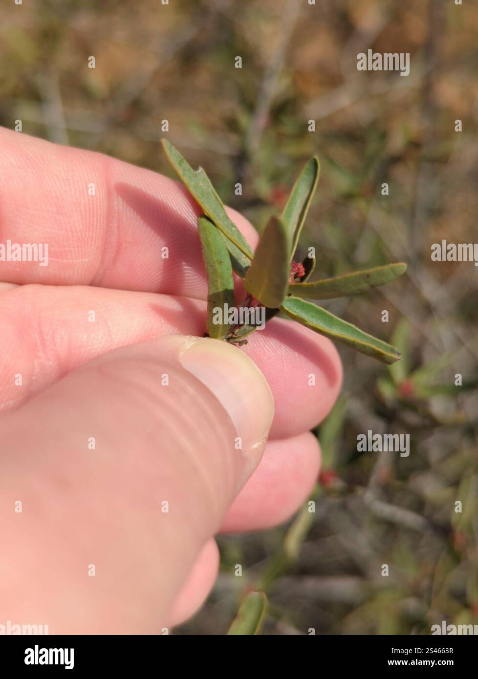 parry's tetracoccus (Tetracoccus dioicus Stock Photo - Alamy