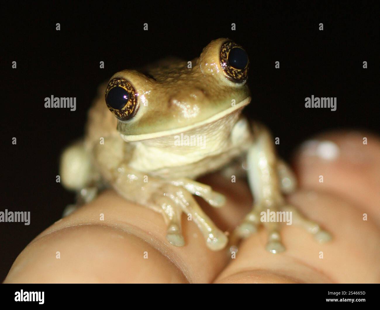 Vermiculated Tree Frog (Trachycephalus vermiculatus Stock Photo - Alamy