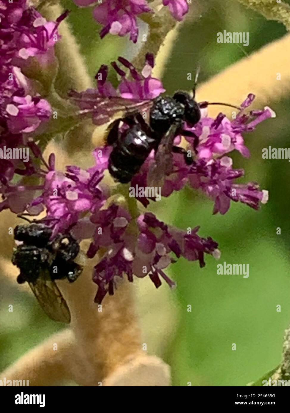 Stingless Bees (Meliponini Stock Photo - Alamy