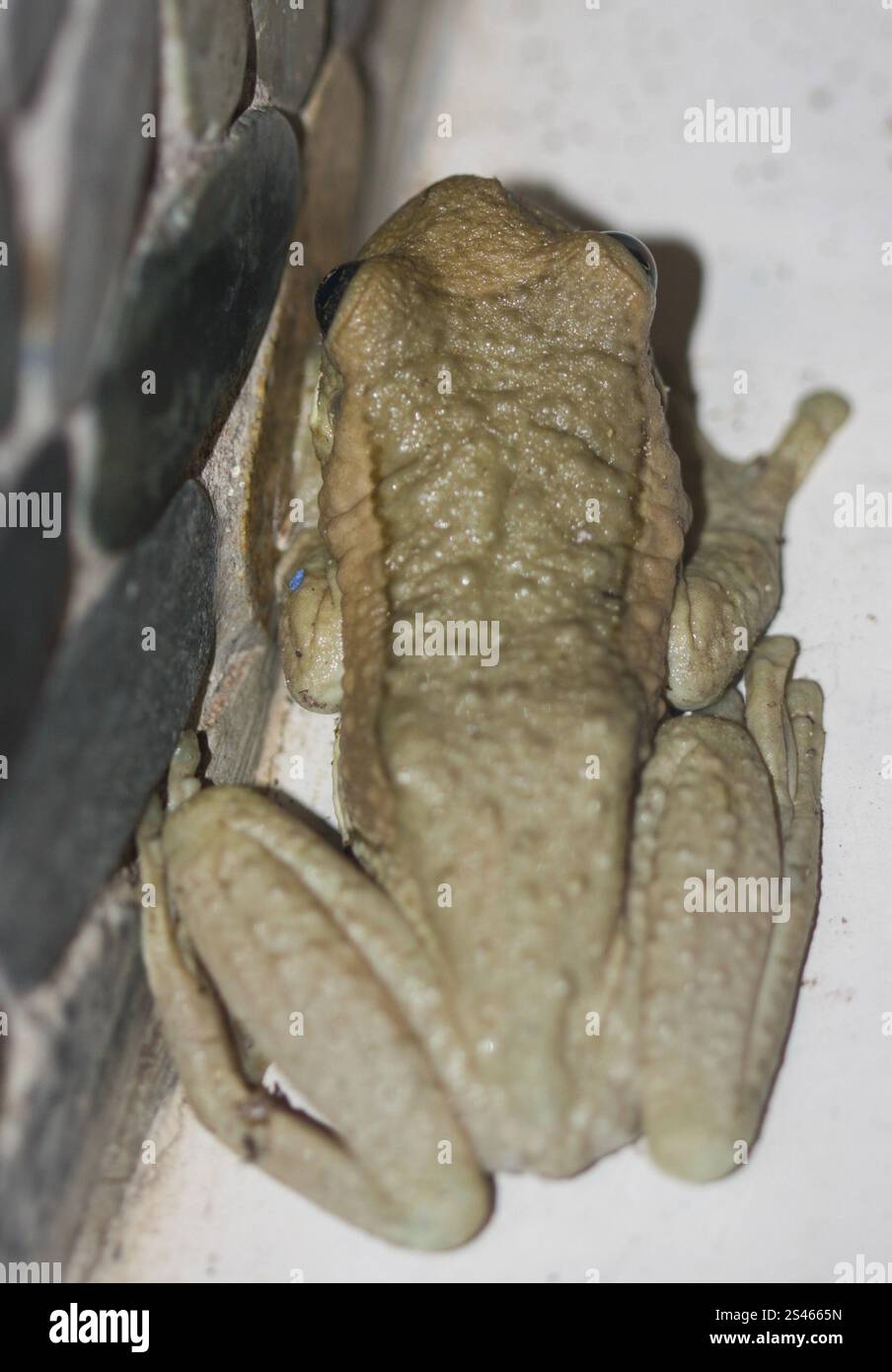 Vermiculated Tree Frog (Trachycephalus vermiculatus Stock Photo - Alamy