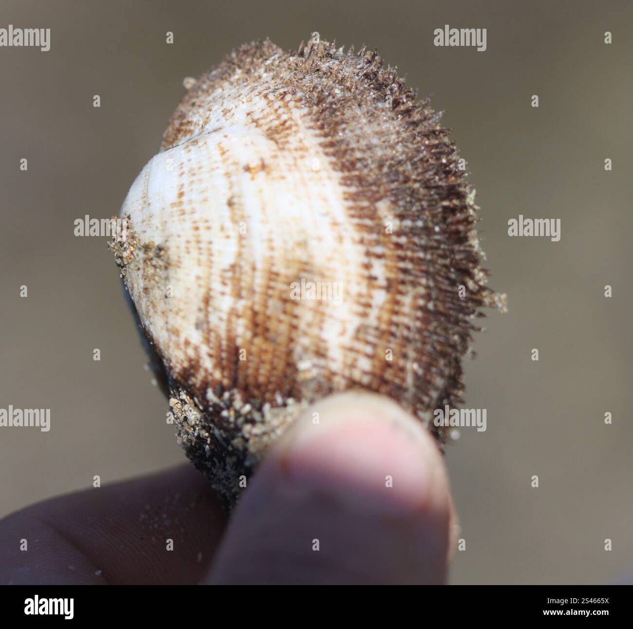 Ark Clams (Arcidae Stock Photo - Alamy