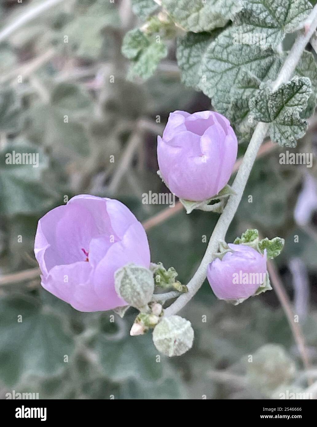 southern coastal bushmallow (Malacothamnus fasciculatus Stock Photo - Alamy