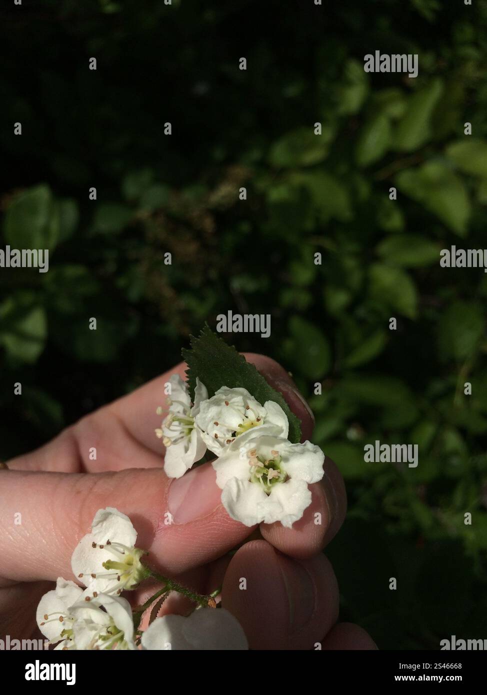 Large-thorn hawthorn (Crataegus macracantha Stock Photo - Alamy
