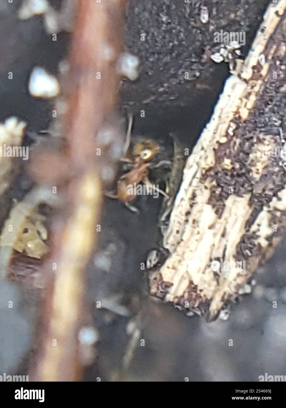 Little Fire Ant (Wasmannia auropunctata Stock Photo - Alamy