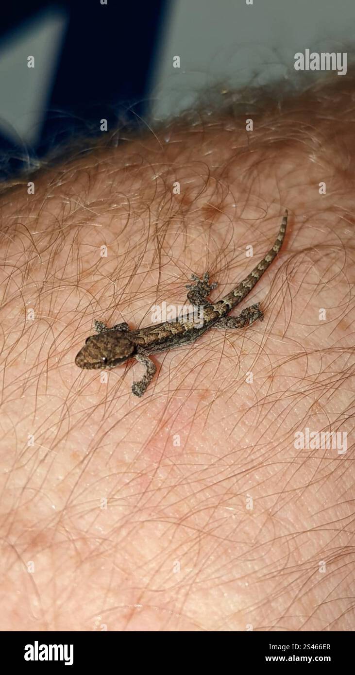 Mourning Gecko (Lepidodactylus lugubris Stock Photo - Alamy