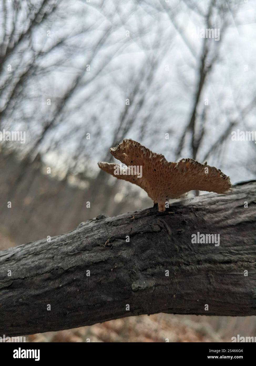 hexagonal-pored polypore (Neofavolus alveolaris Stock Photo - Alamy