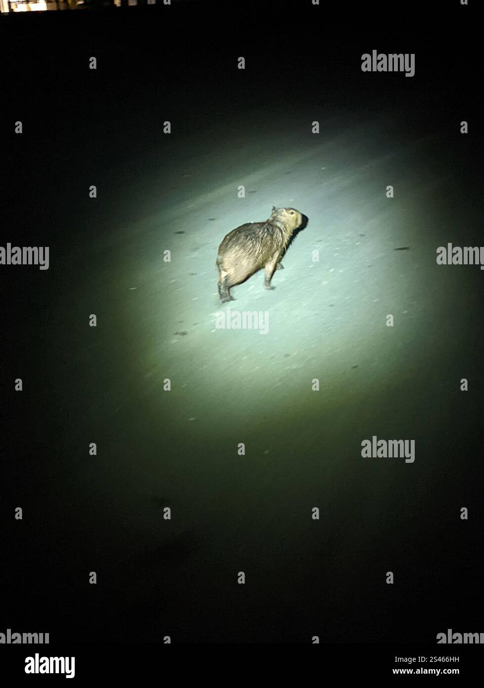 Lesser Capybara (Hydrochoerus isthmius Stock Photo - Alamy