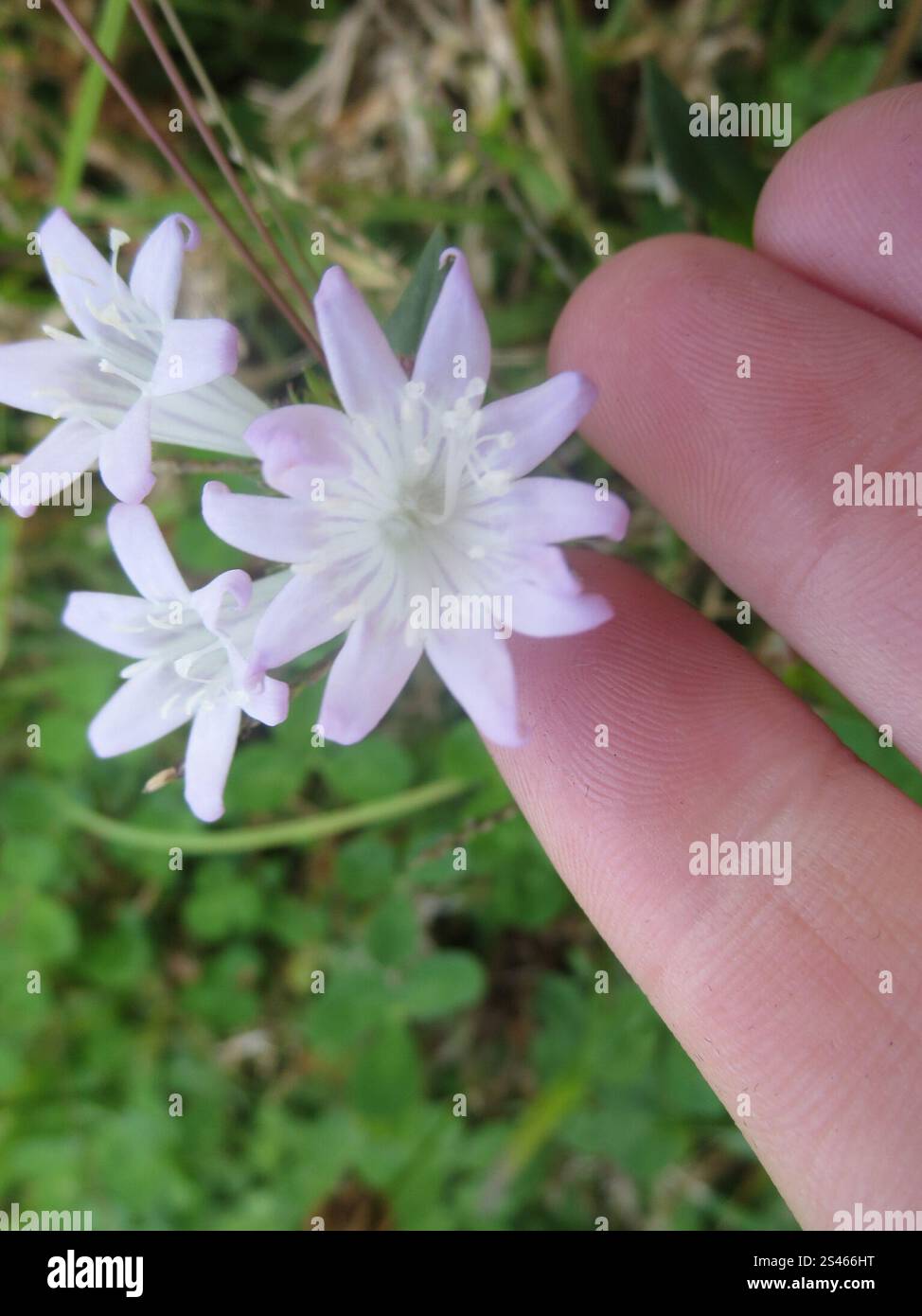 largeflower Mexican clover (Richardia grandiflora Stock Photo - Alamy