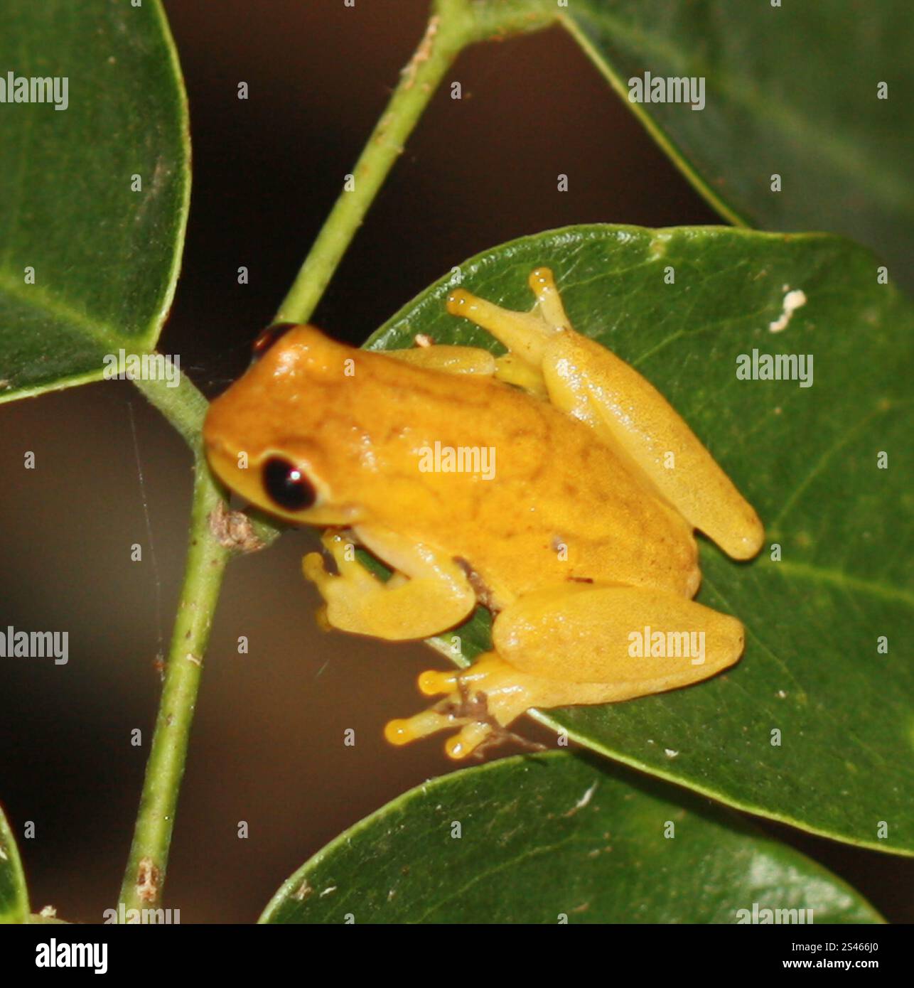 Yellow Tree Frog (Dendropsophus microcephalus Stock Photo - Alamy