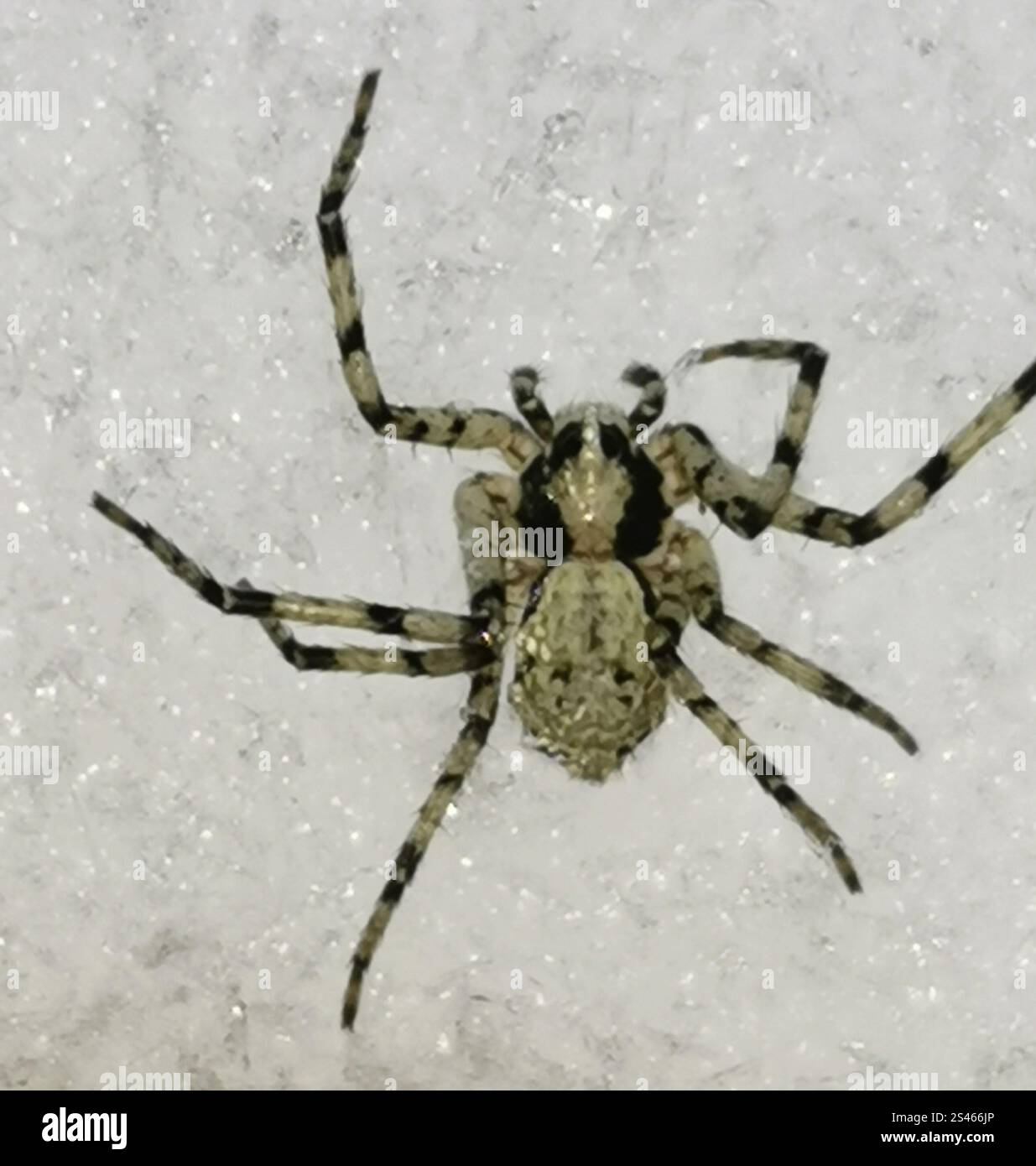 Lichen Running Spider (Philodromus margaritatus Stock Photo - Alamy