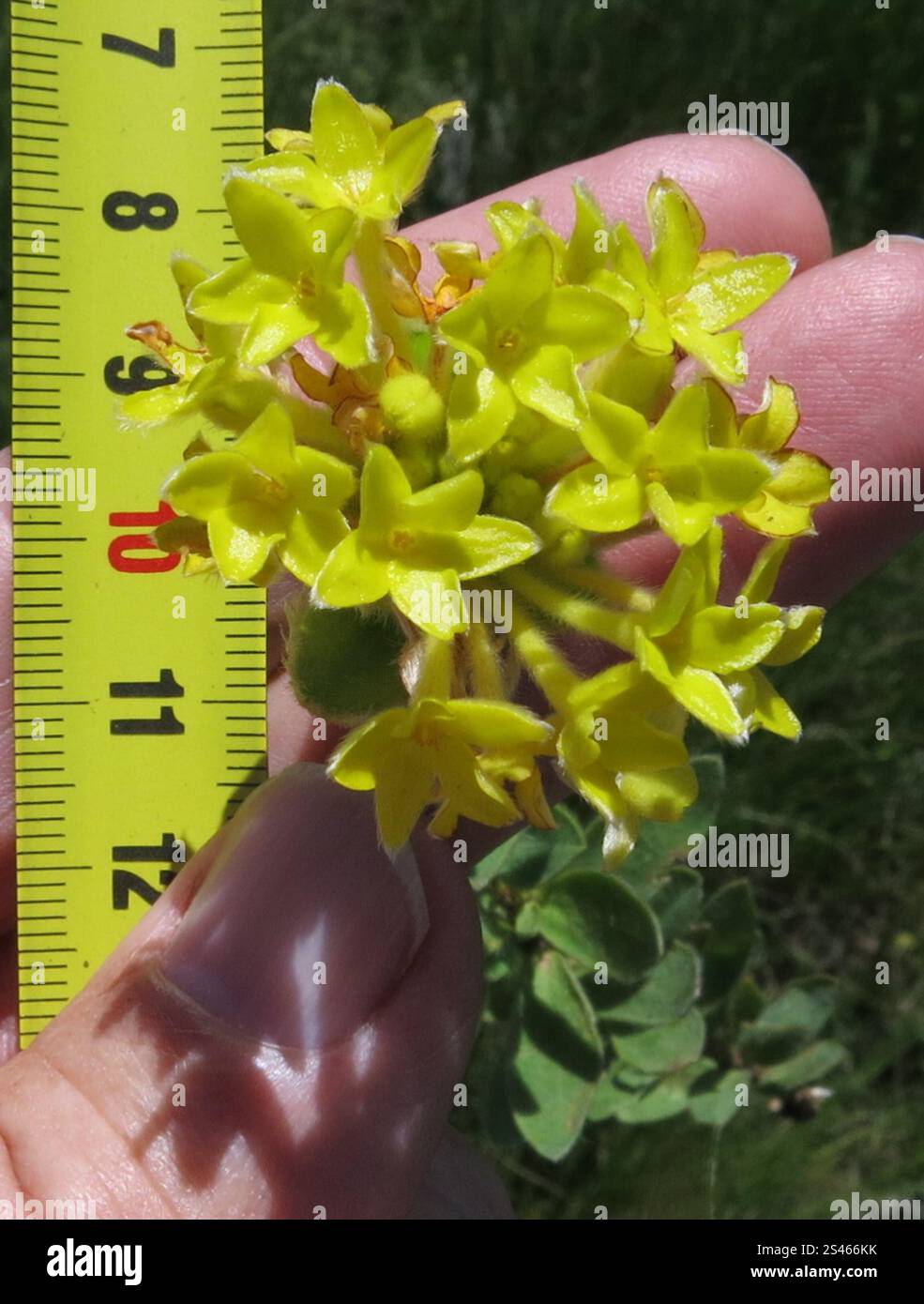 Fire Curryflower (Lasiosiphon anthylloides Stock Photo - Alamy