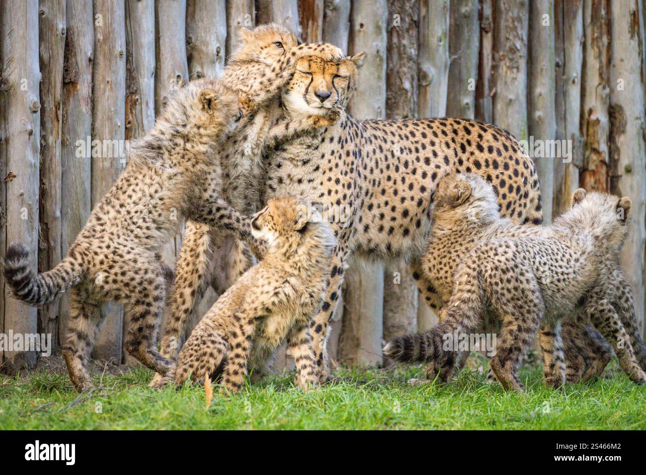 Muenster, Germany. 10th Jan, 2025.The five cheetah cubs (Acinonyx ...