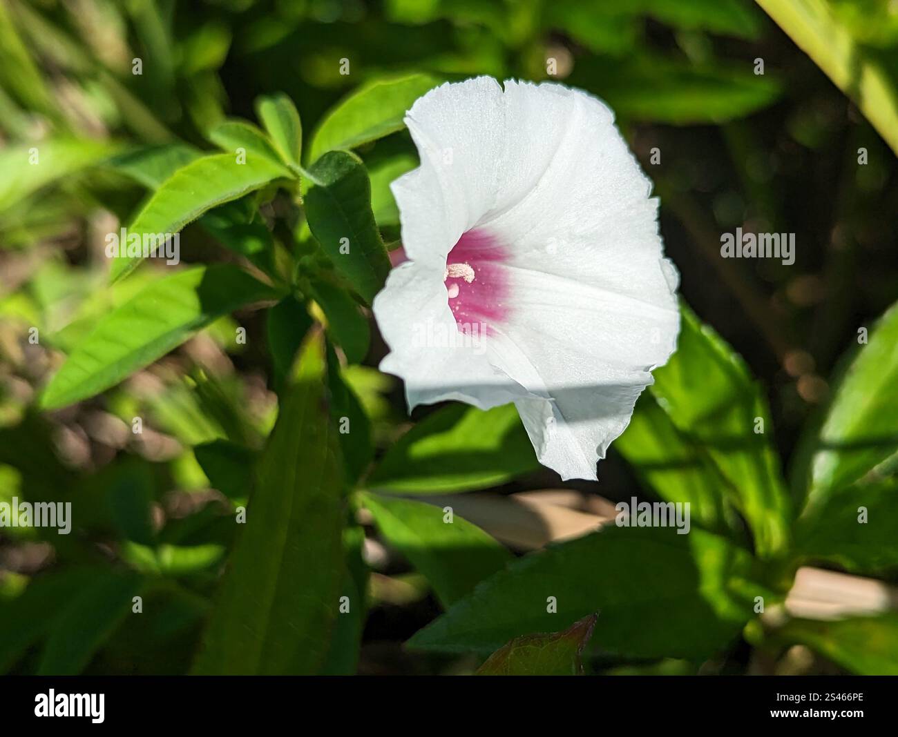 Alamo vine (Distimake dissectus Stock Photo - Alamy