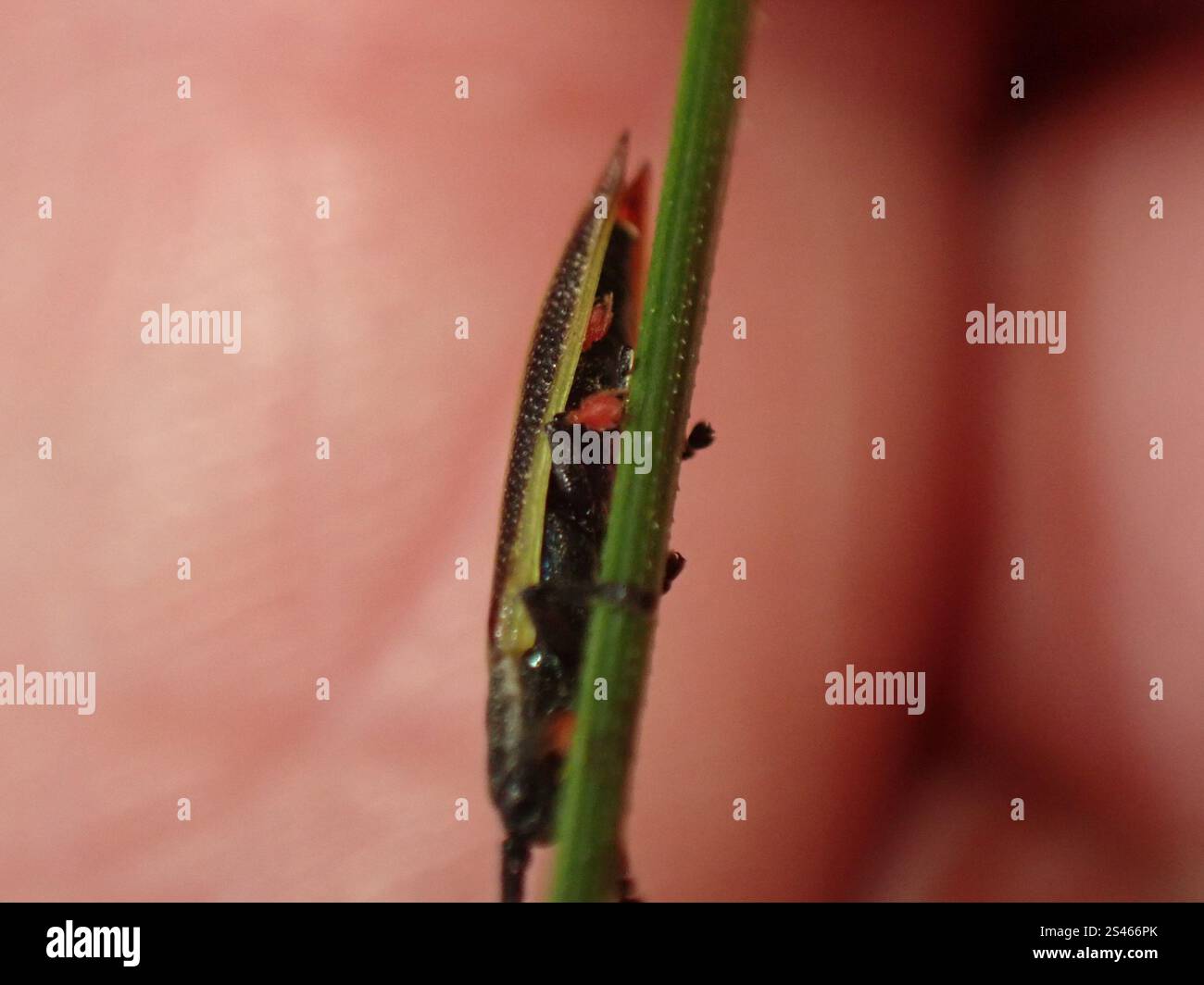 Trombidiform Mites (Trombidiformes Stock Photo - Alamy