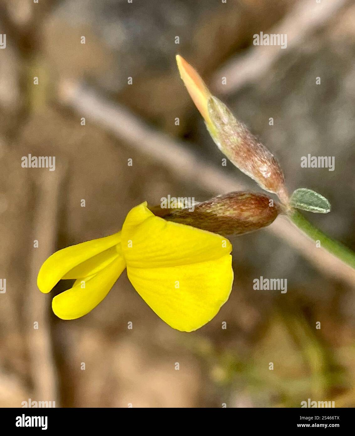 shrubby deervetch (Acmispon rigidus Stock Photo - Alamy