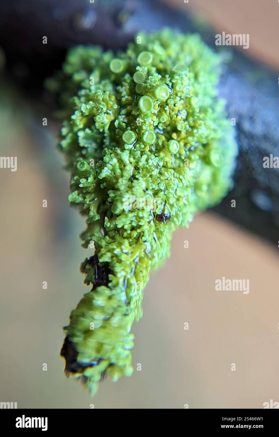 Pin-cushion Sunburst Lichen (Polycauliona polycarpa Stock Photo - Alamy