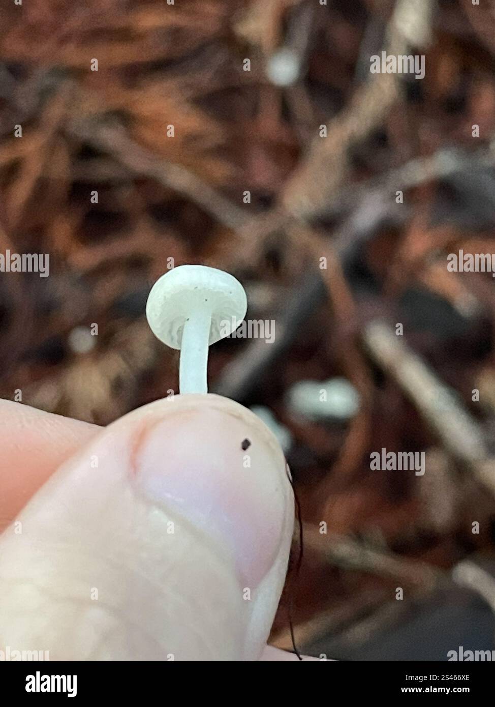 Snowy Waxcap (Cuphophyllus virgineus Stock Photo - Alamy