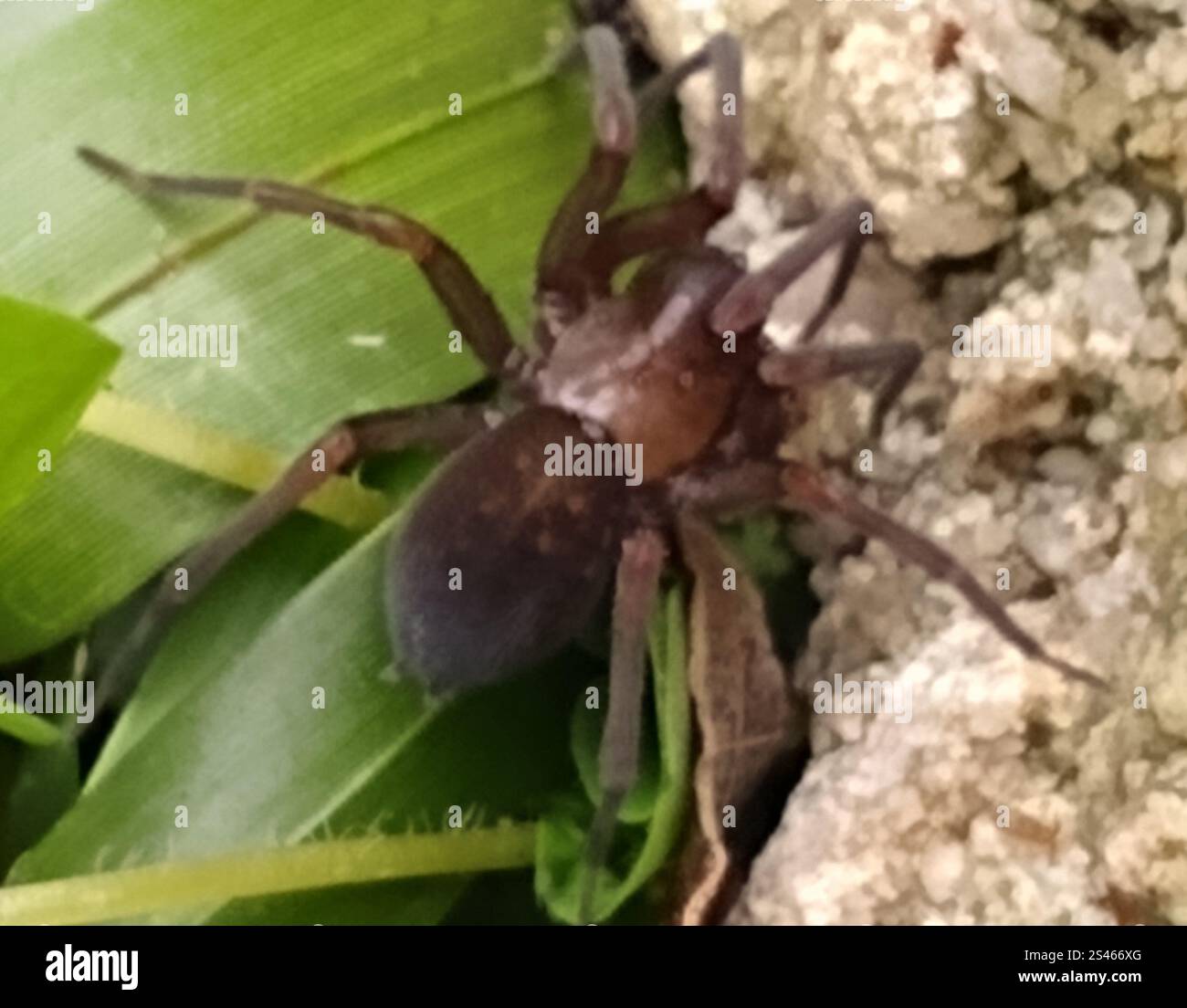South American Toothed Hacklemesh Weaver (Metaltella simoni Stock Photo ...