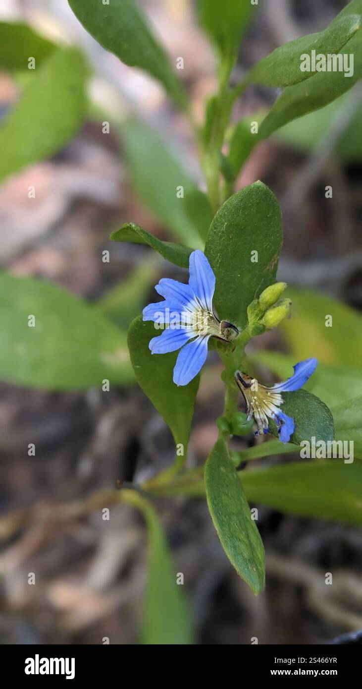 dune fan-flower (Scaevola calendulacea Stock Photo - Alamy