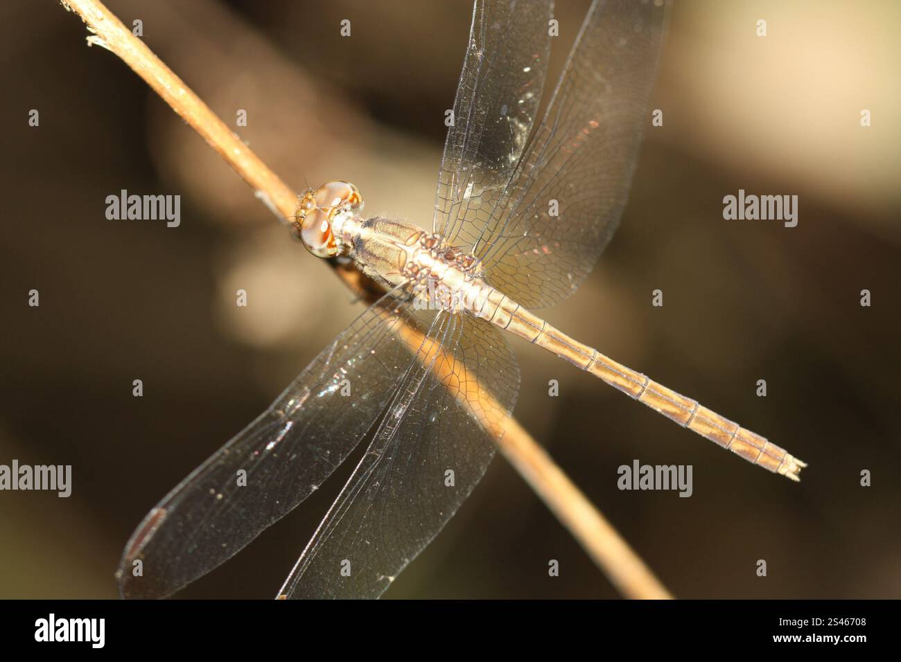 Black-winged Dragonlet (Erythrodiplax funerea Stock Photo - Alamy