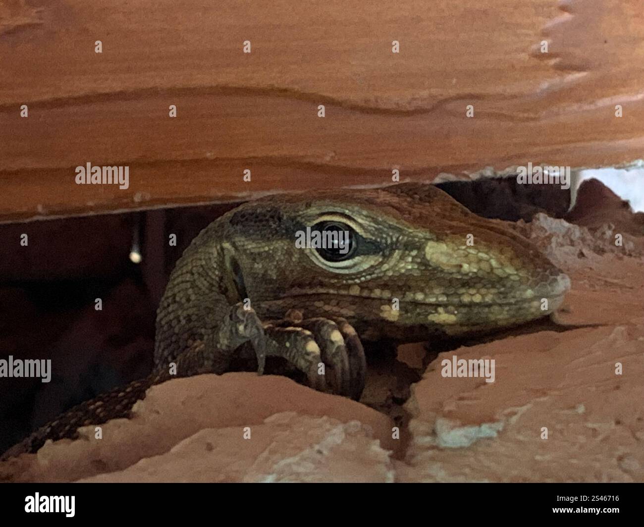 Clouded Monitor (Varanus nebulosus Stock Photo - Alamy