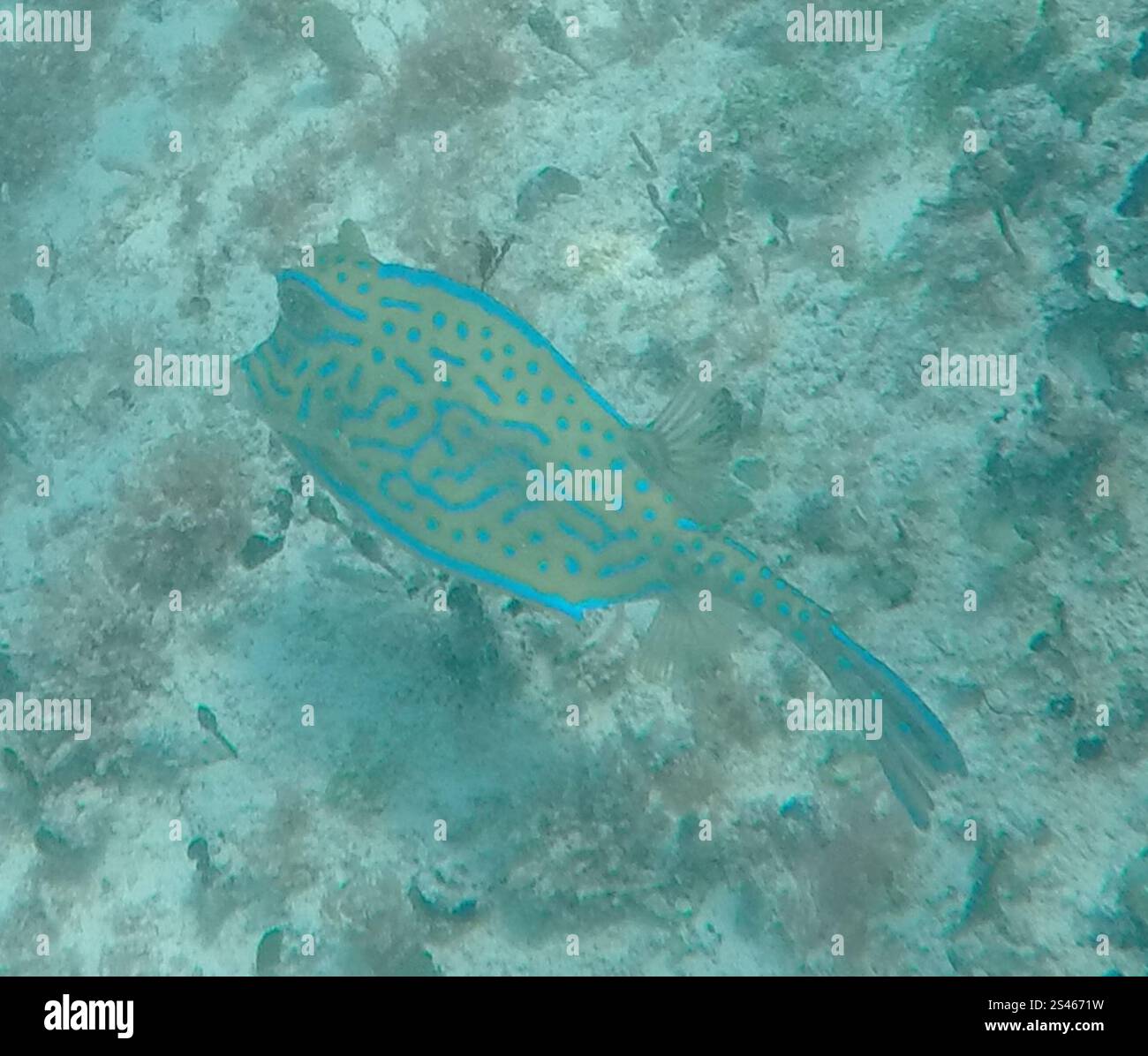 Scrawled Cowfish (Acanthostracion quadricornis Stock Photo - Alamy